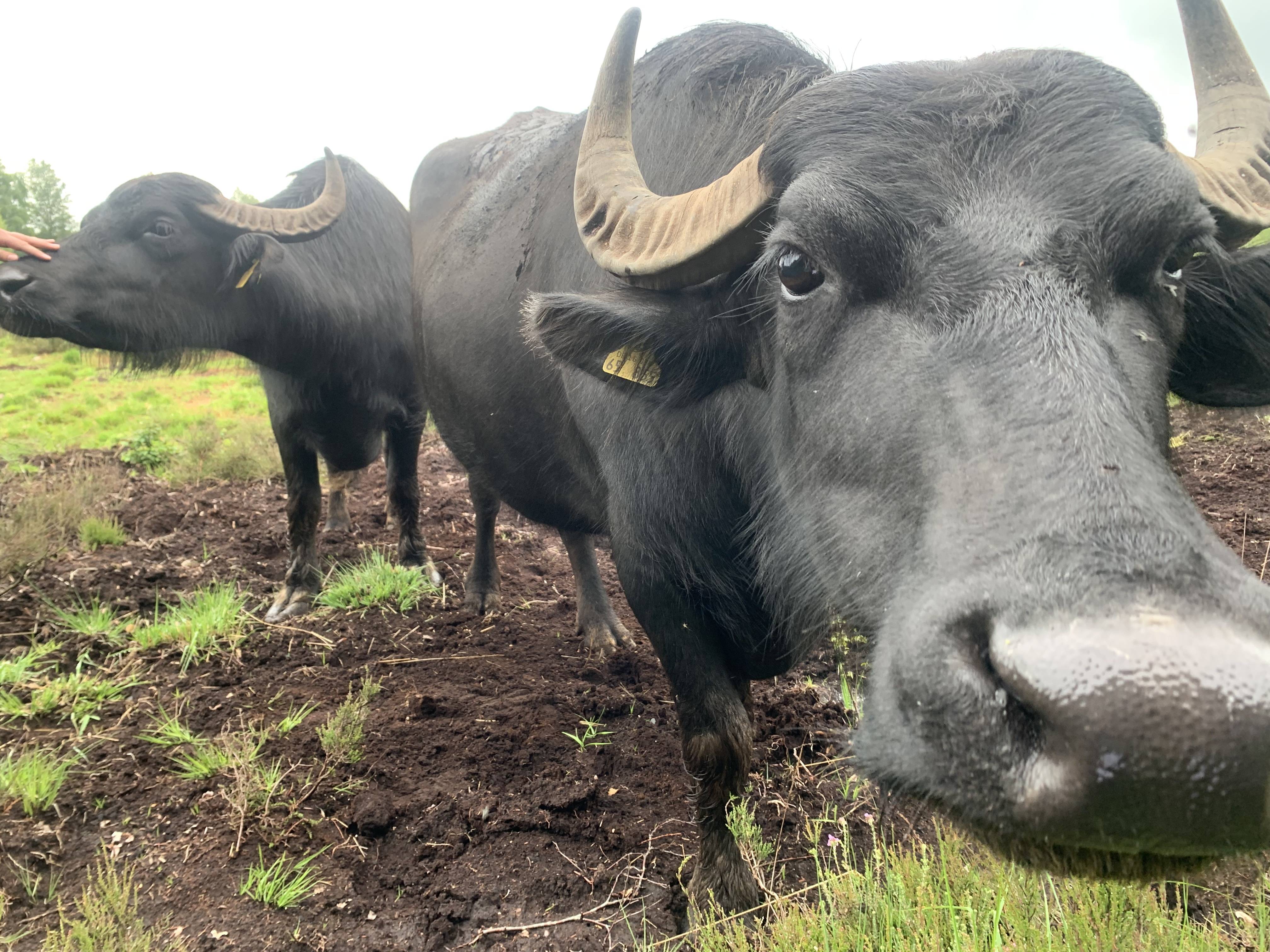 Exotische Bullen in Fullen - Storys aus dem Emsland